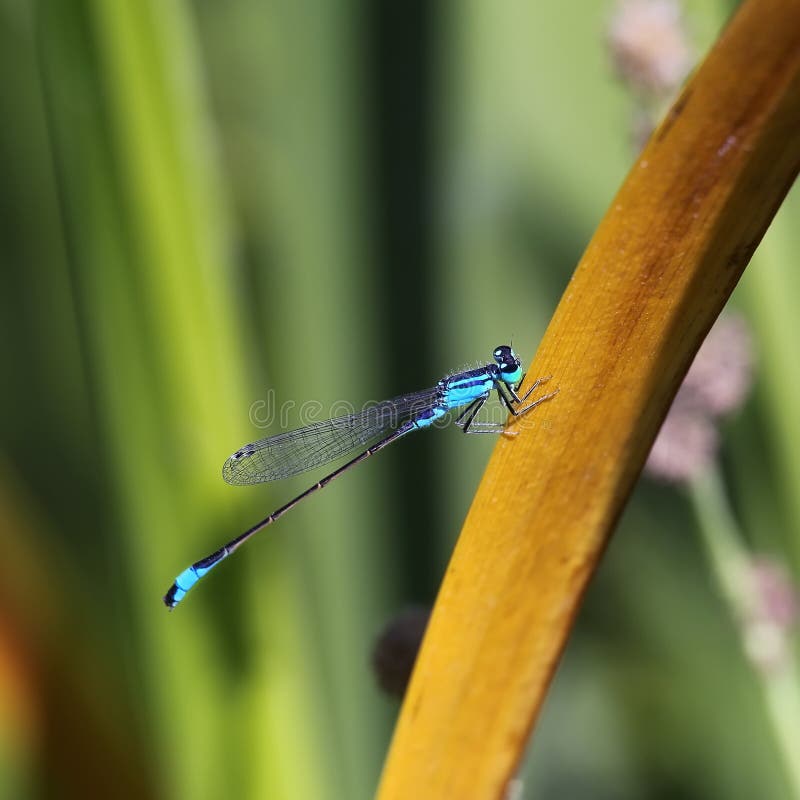 Libellula Blu Su Un Fondo Giallo Libellula Che Si Siede Su Una Lama Di ...