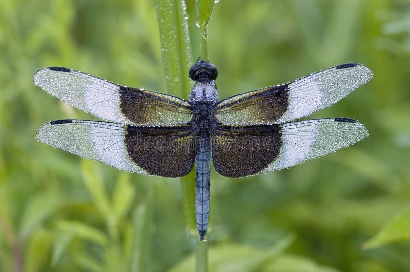 Libellula Blu Coperta Di Rugiada Immagine Stock - Immagine di erba ...