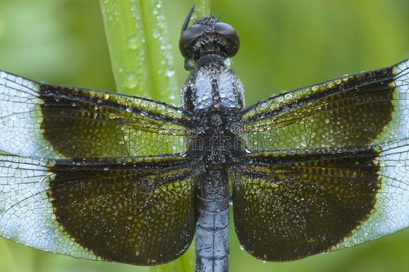 Libellula Blu Coperta Di Rugiada Immagine Stock - Immagine di erba ...