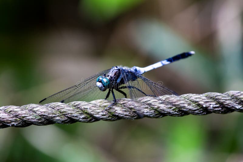 Libellula Blu Giapponese Su Un Palo Fotografia Stock - Immagine di ...