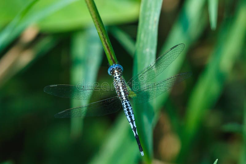 Libellula Blu, Libellule, Insetti Immagine Stock - Immagine di erba ...
