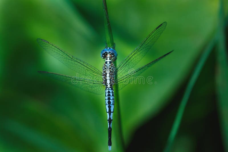 Libellula Blu, Libellule, Insetti Immagine Stock - Immagine di erba ...