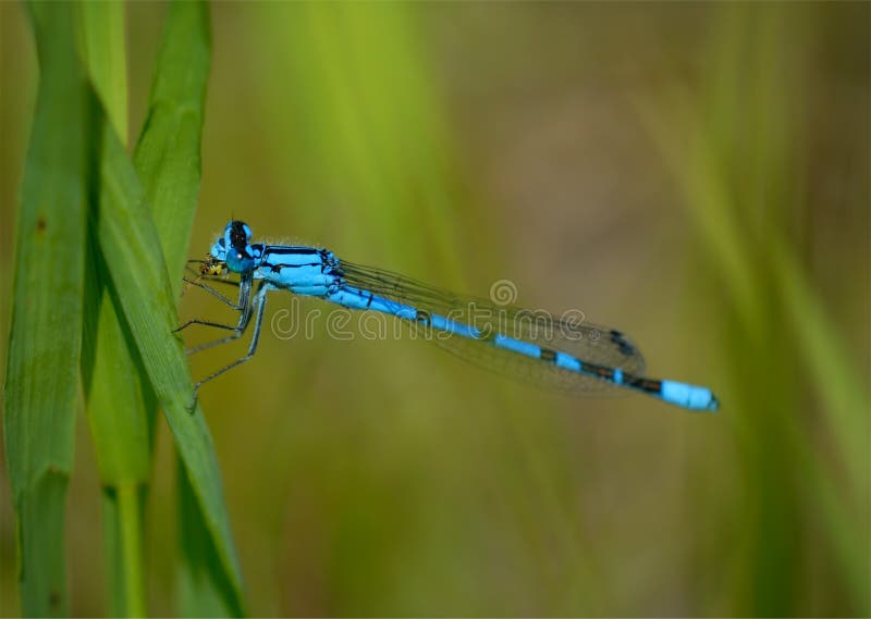 Libellula blu su erba immagine stock. Immagine di divorare - 2920783