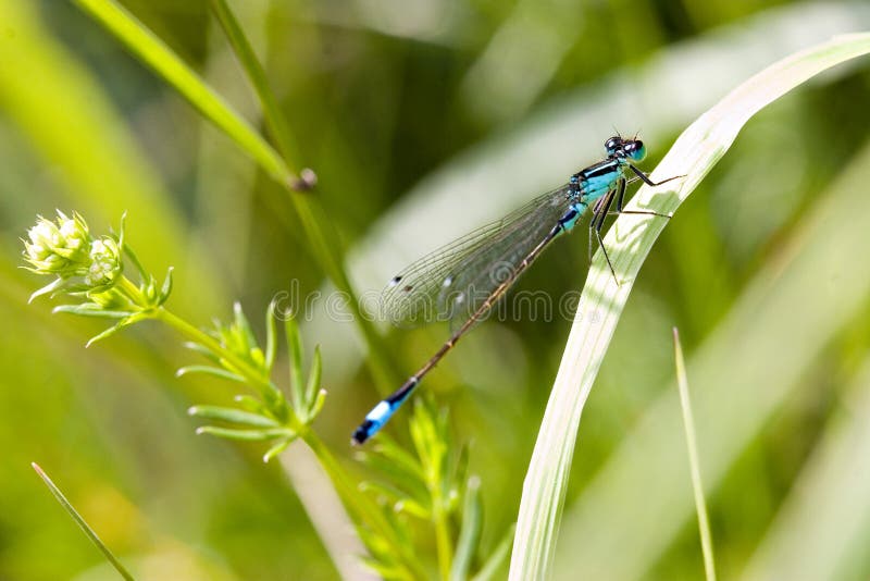 Libellula Sulla Foglia Dello Stagno Nei Caraibi. Immagine Stock ...