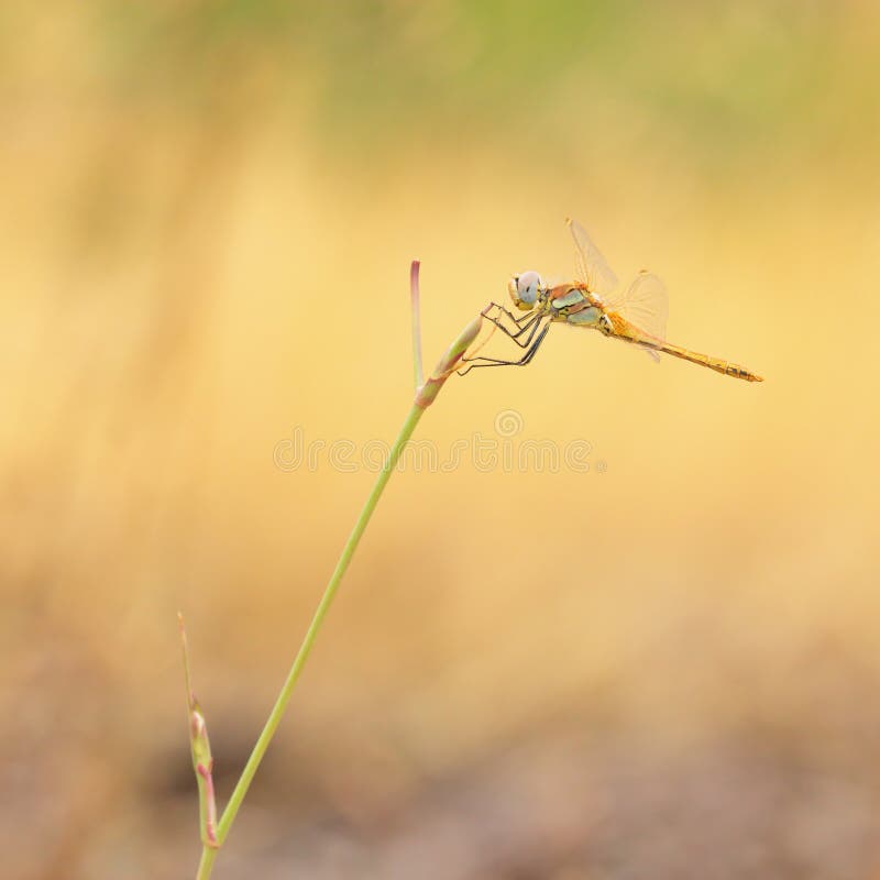 Libellula viola del darter fotografia stock. Immagine di animale - 7094434