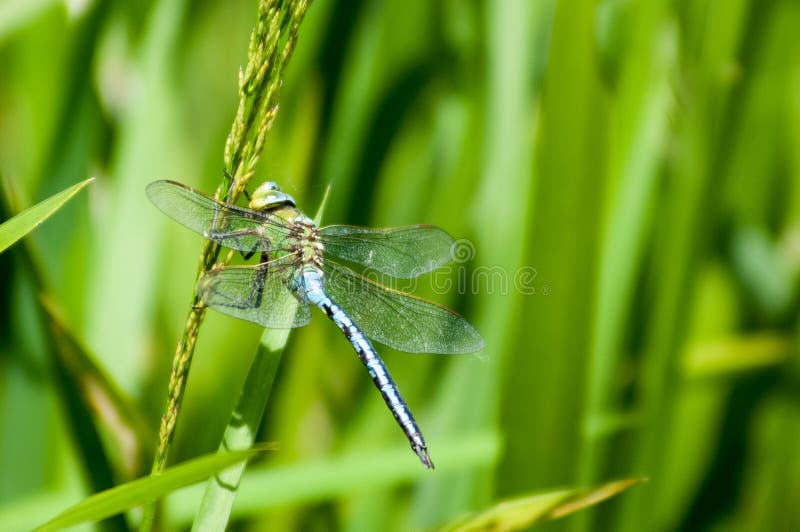 Libellula Dell'imperatore Del Ritratto Dell'insetto Fotografia Stock - Immagine di conservazione ...