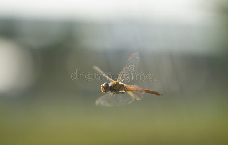 Libellula di volo immagine stock. Immagine di volo, piante - 32460885