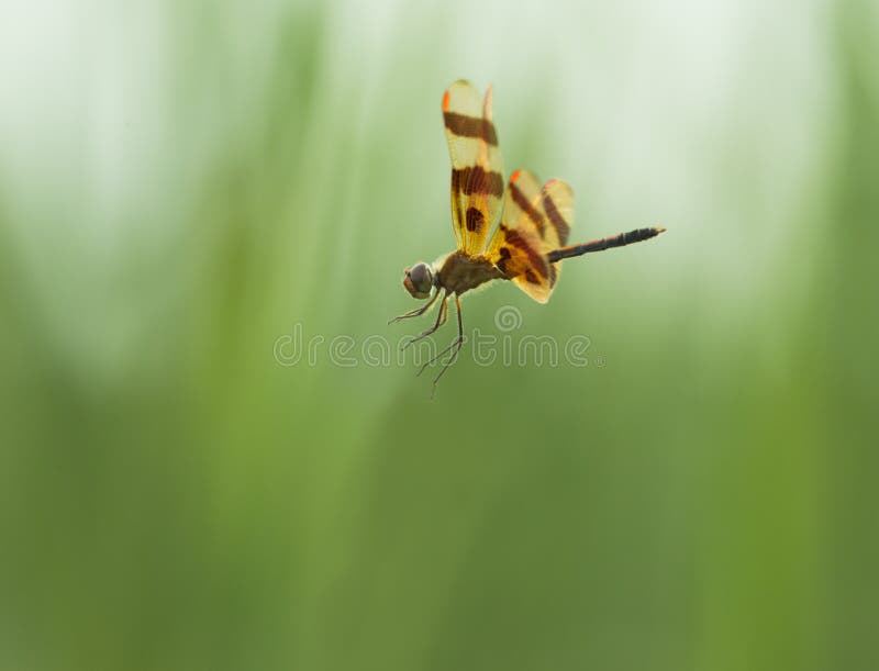 Libellula di volo immagine stock. Immagine di volo, piante - 32460885