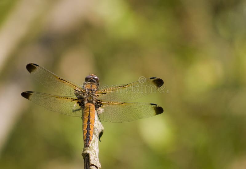 Libellula fulva stock photo. Image of dragonflies, fulva - 17397056