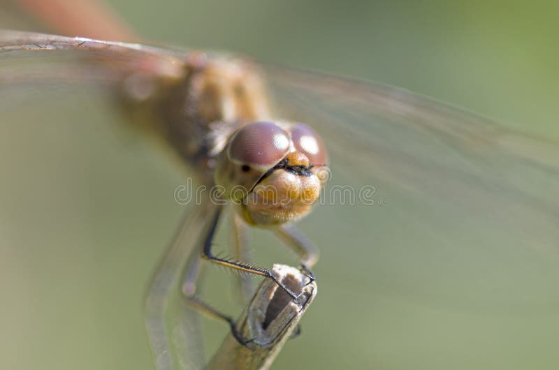 Libellula Fulva the Scarce Chaser Dragonfly Stock Photo - Image of ...