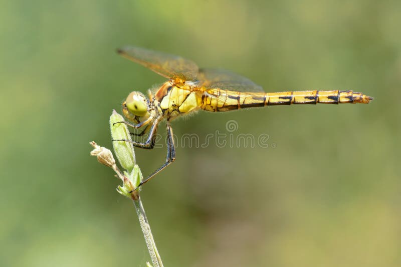 Libellula gialla immagine stock. Immagine di insetto - 33316263