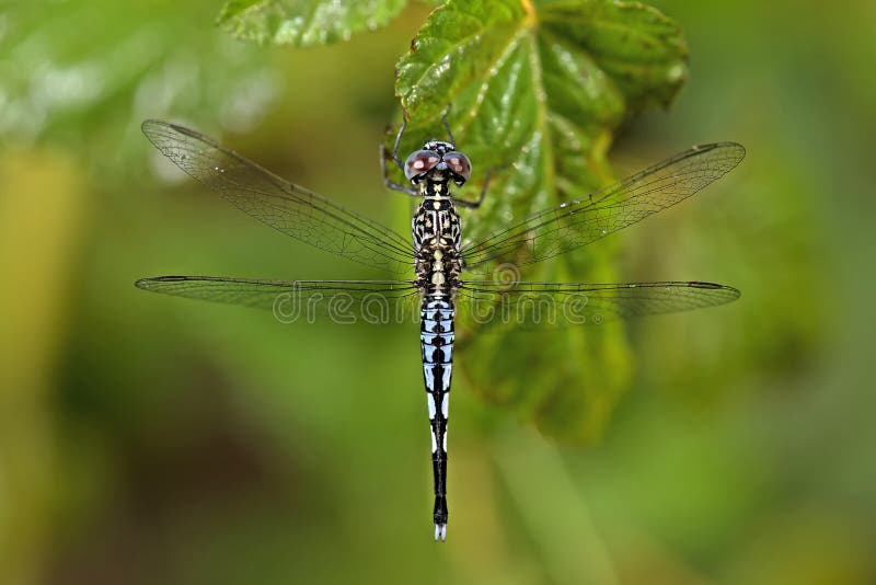 Libellula, Libellule Dei Panorpoides Della Tailandia Acisoma Fotografia ...