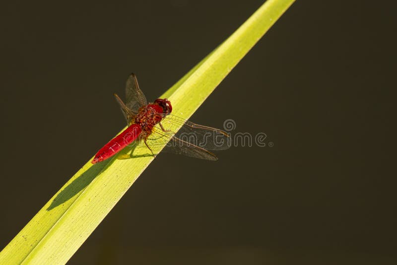 Libellula, Odonata Un Insetto Con Le Ali Fragili Fotografia Stock ...