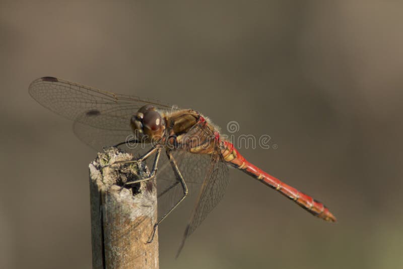 Libellula, Odonata Un Insetto Con Le Ali Fragili Immagine Stock ...