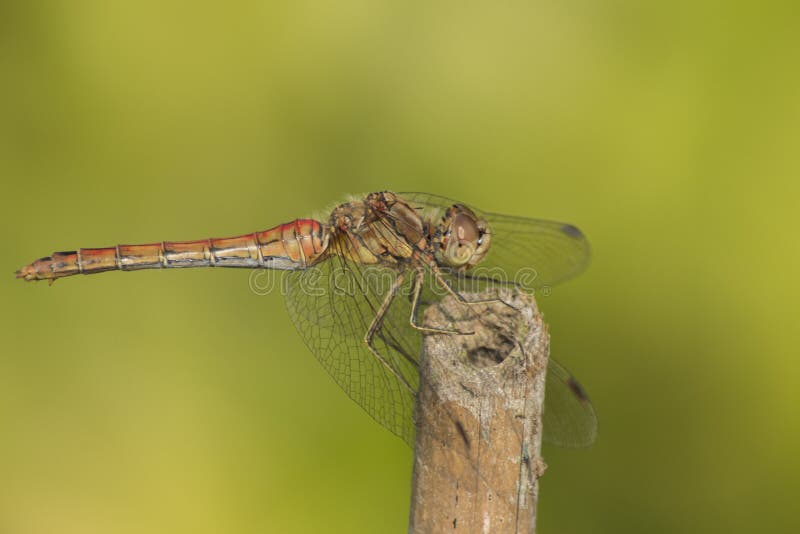 Libellula, Odonata Un Insetto Con Le Ali Fragili Immagine Stock ...