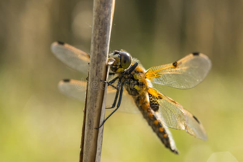 Libellula, Odonata Un Insetto Con Le Ali Fragili Immagine Stock ...