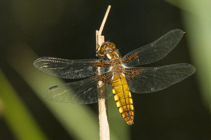 Libellula, Odonata Un Insetto Con Le Ali Fragili Immagine Stock ...