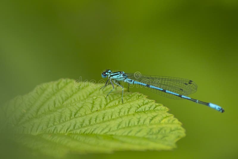 Libellula, Odonata Un Insetto Con Le Ali Fragili Fotografia Stock ...
