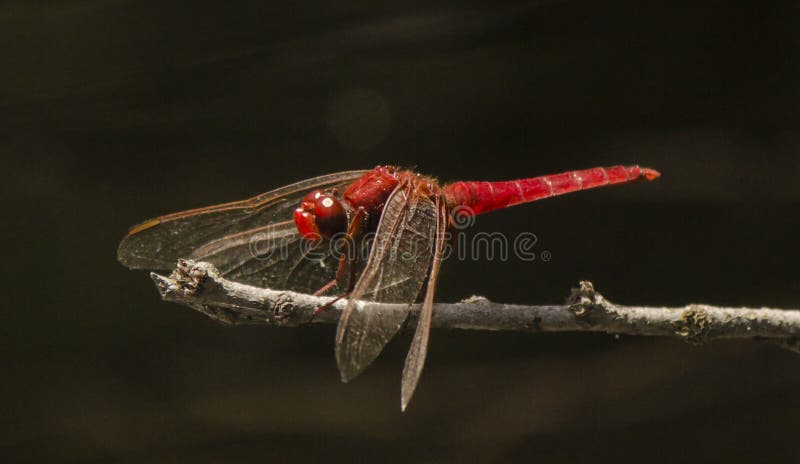 Libellula rossa fotografia stock. Immagine di grande - 122819592