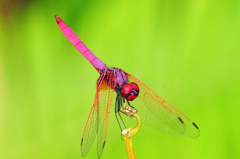 Libellula fotografia stock. Immagine di colore, pertica - 18800700