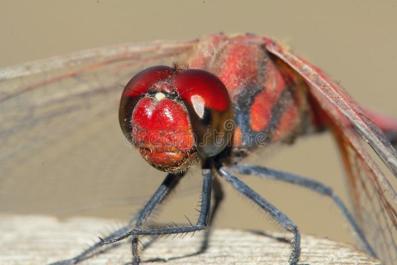 Libellula rossa immagine stock. Immagine di selvaggio - 33827017