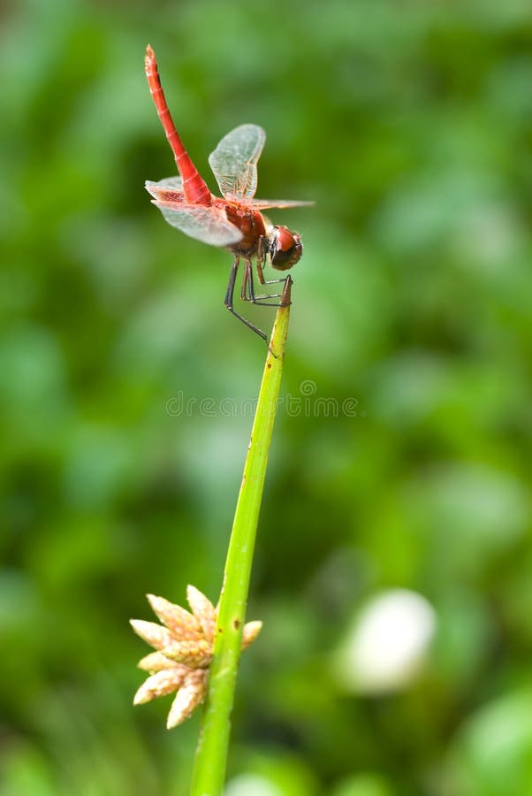 Libellula Rossa immagine stock. Immagine di fiore, punta - 3890191