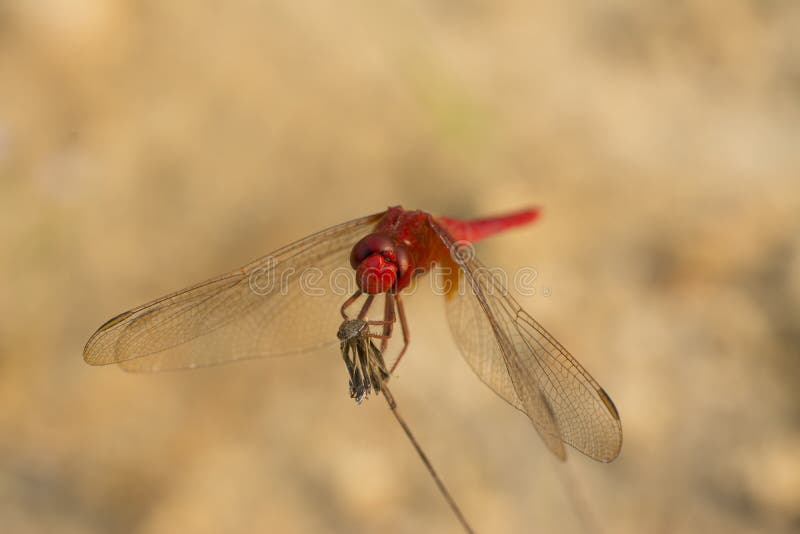 Libellula rossa di risata fotografia stock. Immagine di azione - 60459772