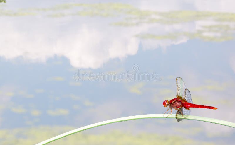 Libellula Rossa Sulla Foglia Fotografia Stock - Immagine di macro, nave ...