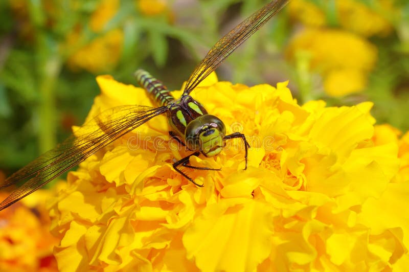 Libellula Su Un Fiore Giallo Fotografia Stock - Immagine di testa ...