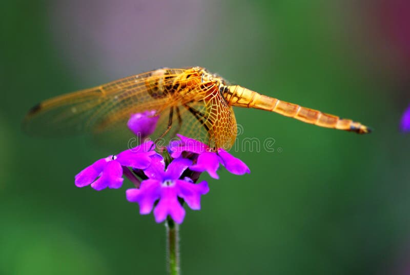 Libellula sul fiore fotografia stock. Immagine di particolare - 12840648
