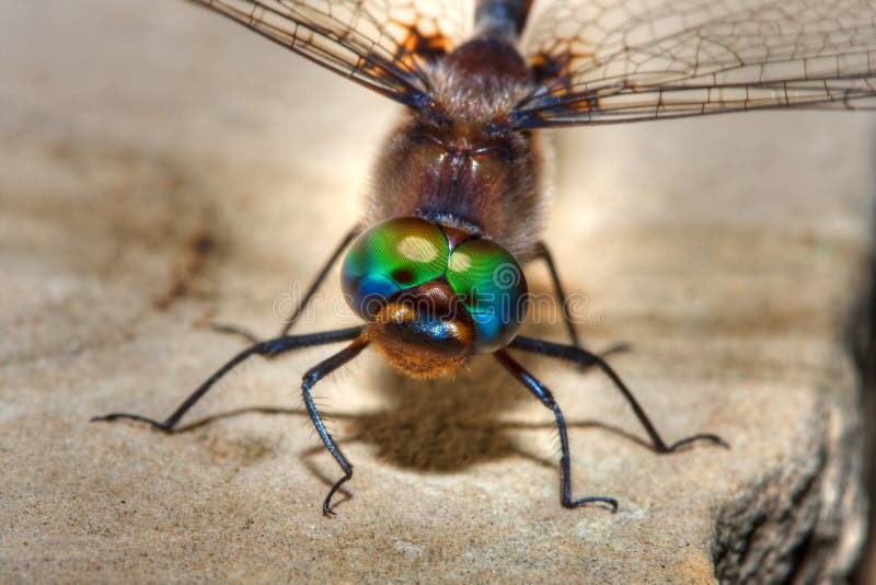 Libellula Variopinta Nel Hdr Immagine Stock - Immagine di occhi ...