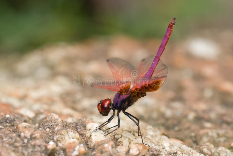 Libellula viola del darter fotografia stock. Immagine di animale - 7094434