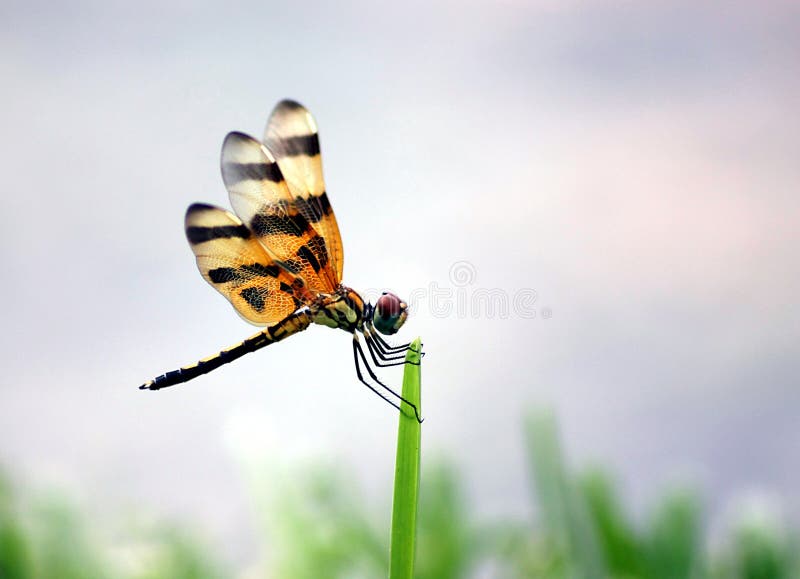 Libellule image stock. Image du fond, nature, zone, herbe - 15178737