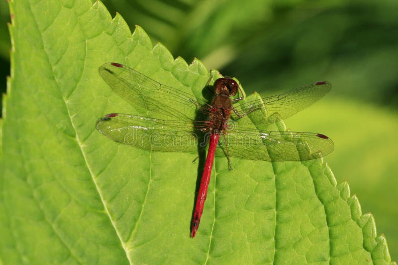 Libellule photo stock. Image du insecte, libellule, mouche - 17871702