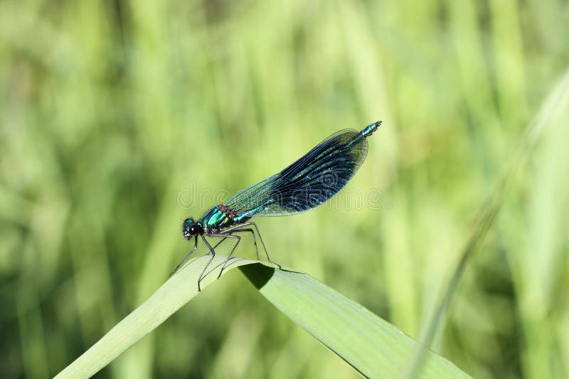 Reproduction De Libellule Sur Fond D'un Mur De Briques Rouges X Photo ...