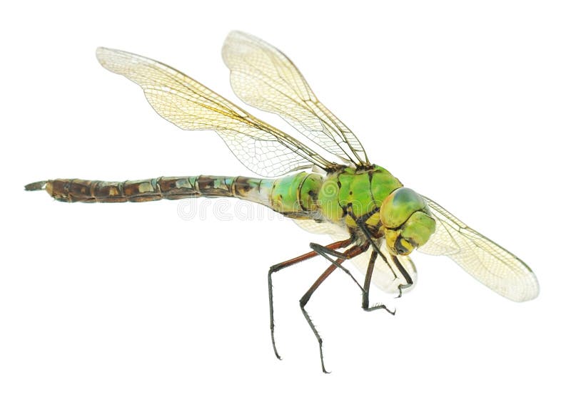 Libellule image stock. Image du profil, isolement, insectes - 31925143