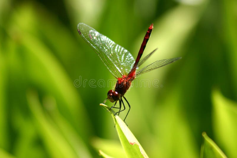 Libellule image stock. Image du rouge, insecte, transparence - 479173