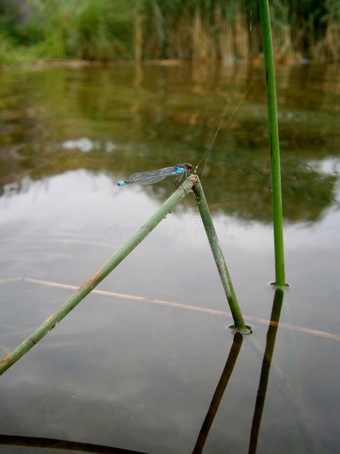 La Libellule Chasse Des Insectes Image stock - Image du étang ...