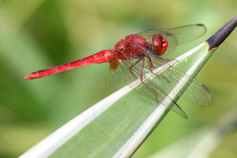 Libellule rouge image stock. Image du stationnement, velu - 8858653