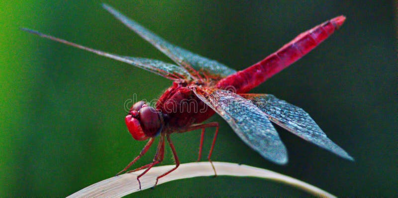 Macro Photo Du Vol De Libellule Sur L'eau Image stock - Image du vert ...