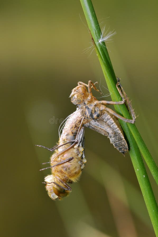 Libellule émergeant De Sa Chrysalide Photo stock - Image du oeil, étang ...