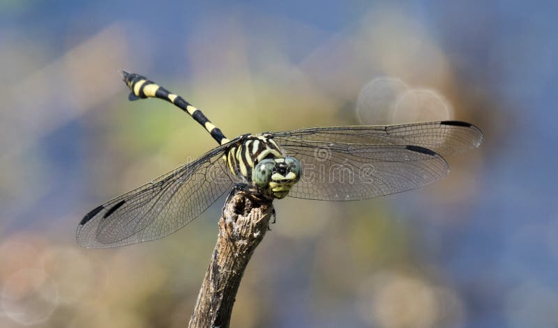 La Libellule Avec Les Ailes Nettes Se Repose Sur Une Feuille Ronde ...