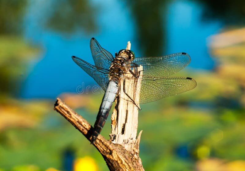 Libellule Avec Les Ailes Transparentes Image stock - Image du cheminée ...