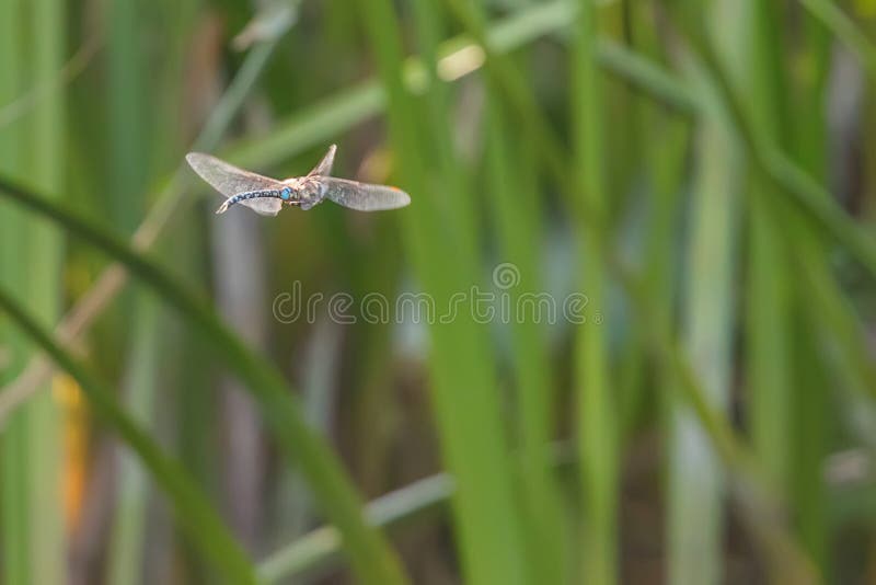 Libellule Bleue D'empereur Planant En Vol Imperator D'Anax Photo stock ...