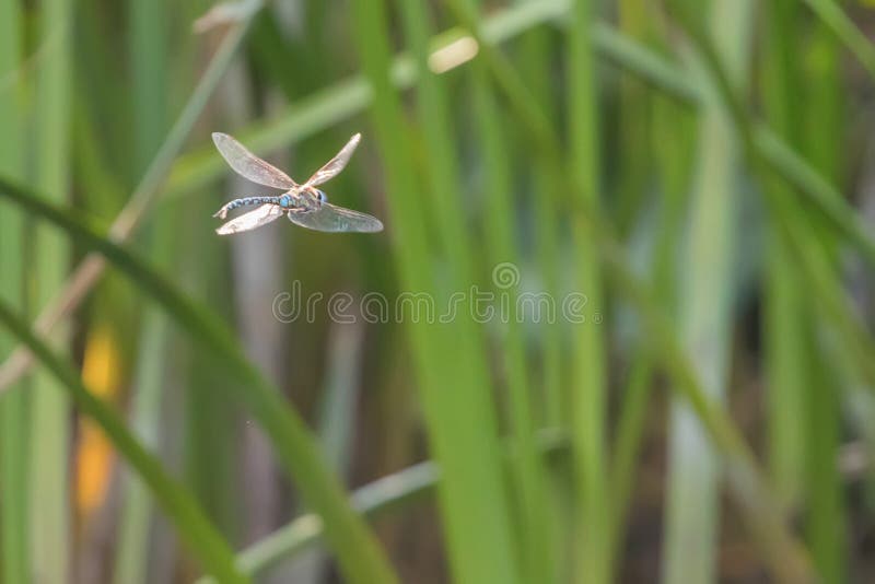 Libellule Bleue D'empereur Planant En Vol Imperator D'Anax Photo stock ...