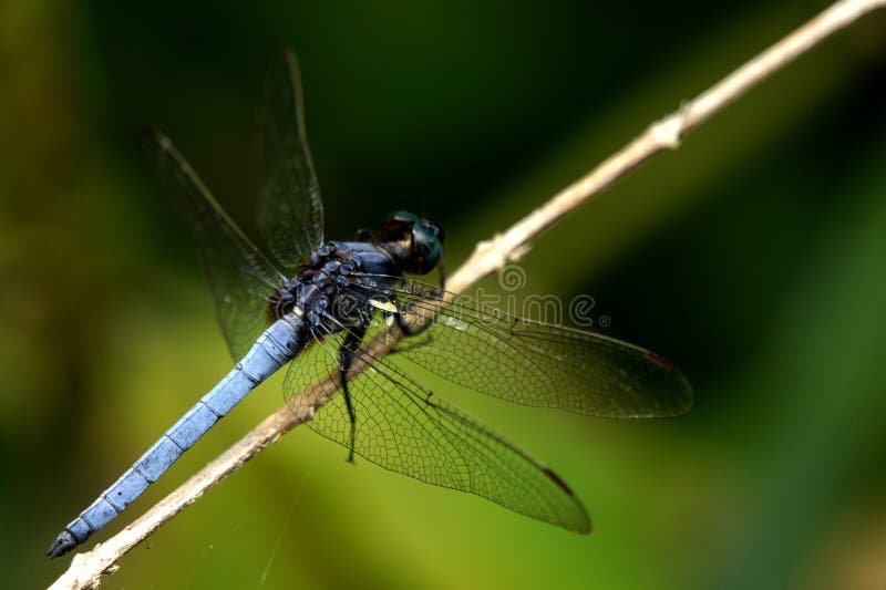 Belle Libellule Avec Les Ailes Transparentes Image stock - Image du ...