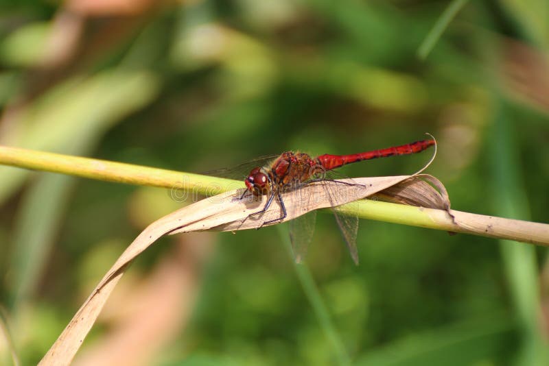 Libellule Rouge Symetrum Strriolatum De Darter Commun Photo stock ...