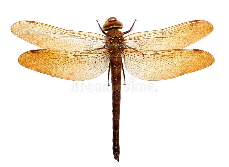 Libellule Sur Un Fond Blanc Photo stock - Image du isolement, chasse ...