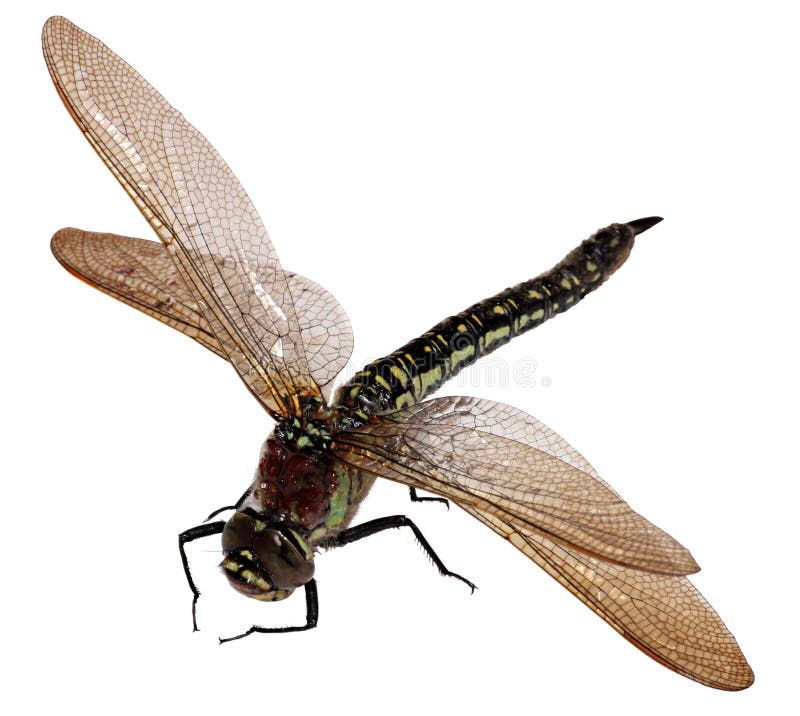 Libellule D'isolement Sur Le Fond Blanc Image stock - Image du ...