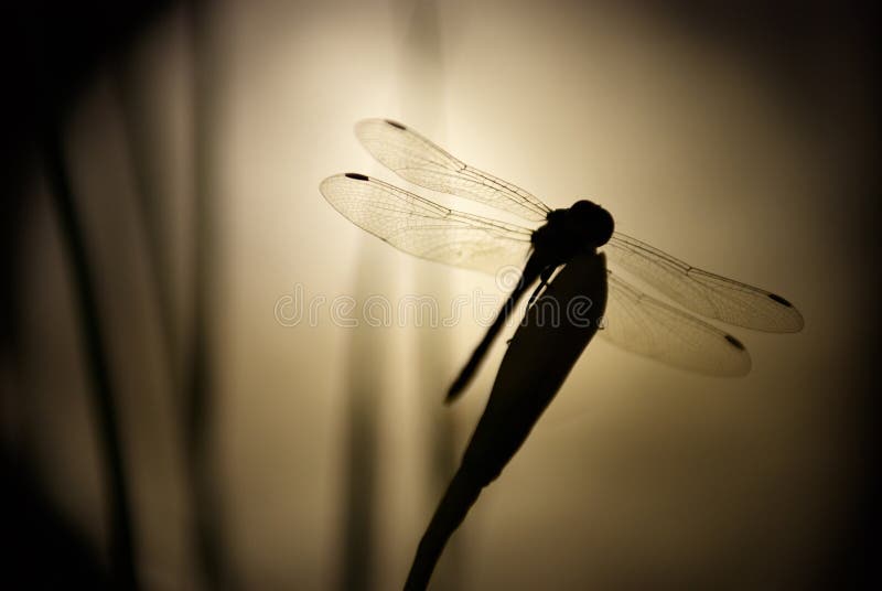 Libellule dans la nuit image stock. Image du wallpaper - 13147959